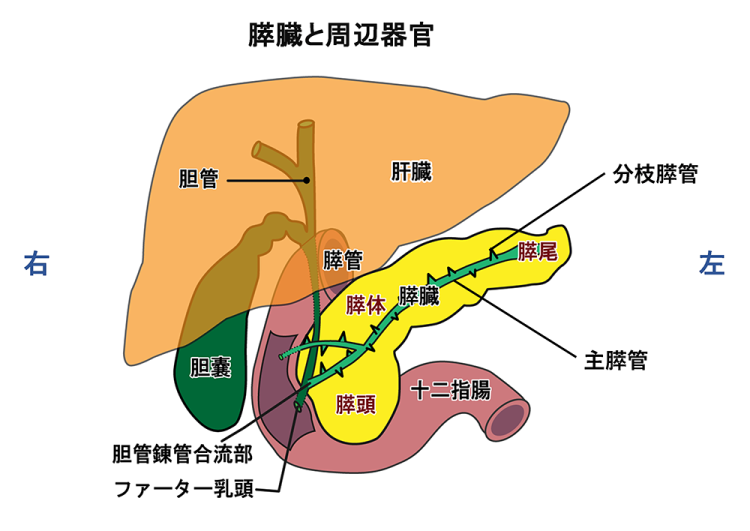 膵のう胞 | しおや消化器内科クリニック | さいたま市中央区 与野本町駅